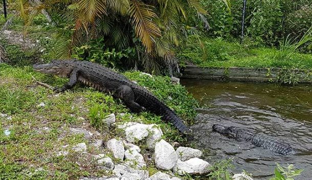 Los Everglades en aerodeslizador para ver caimanes en Florida ...